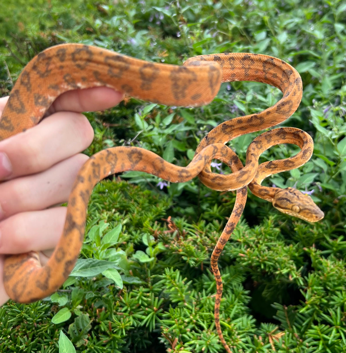 ‘Colored’ Amazon Tree Boa (Male 5) – Scales and Tails of Ohio