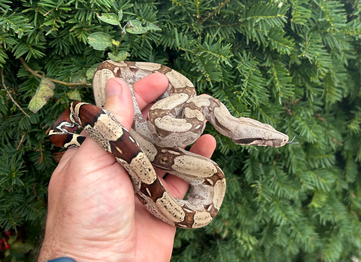 Small Guyana Boa (Male 1) – Scales and Tails of Ohio