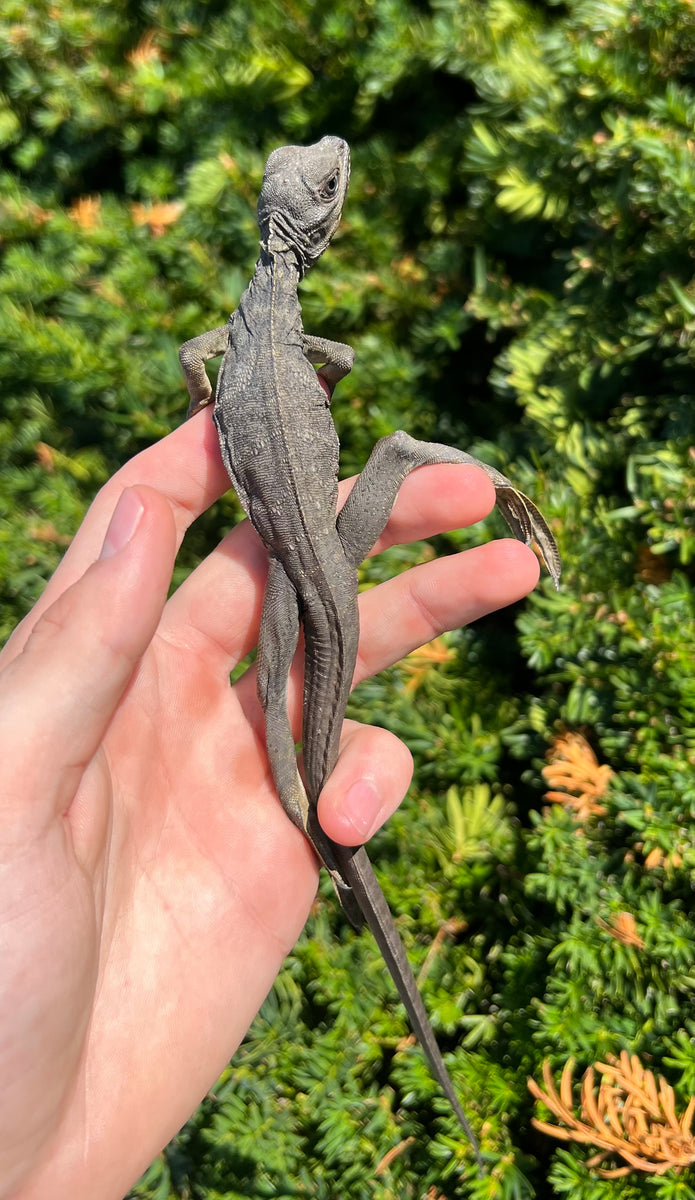 Baby Indonesian Giant Sailfin Dragon – Scales and Tails of Ohio