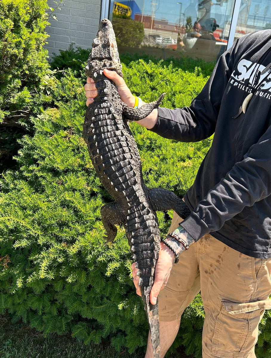 Sub-Adult Smooth Front Caiman – Scales and Tails of Ohio