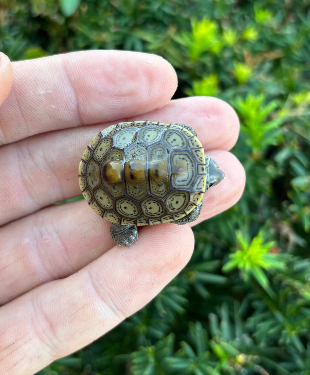 Baby Gulf Coast Diamonback Terrapin – Scales and Tails of Ohio