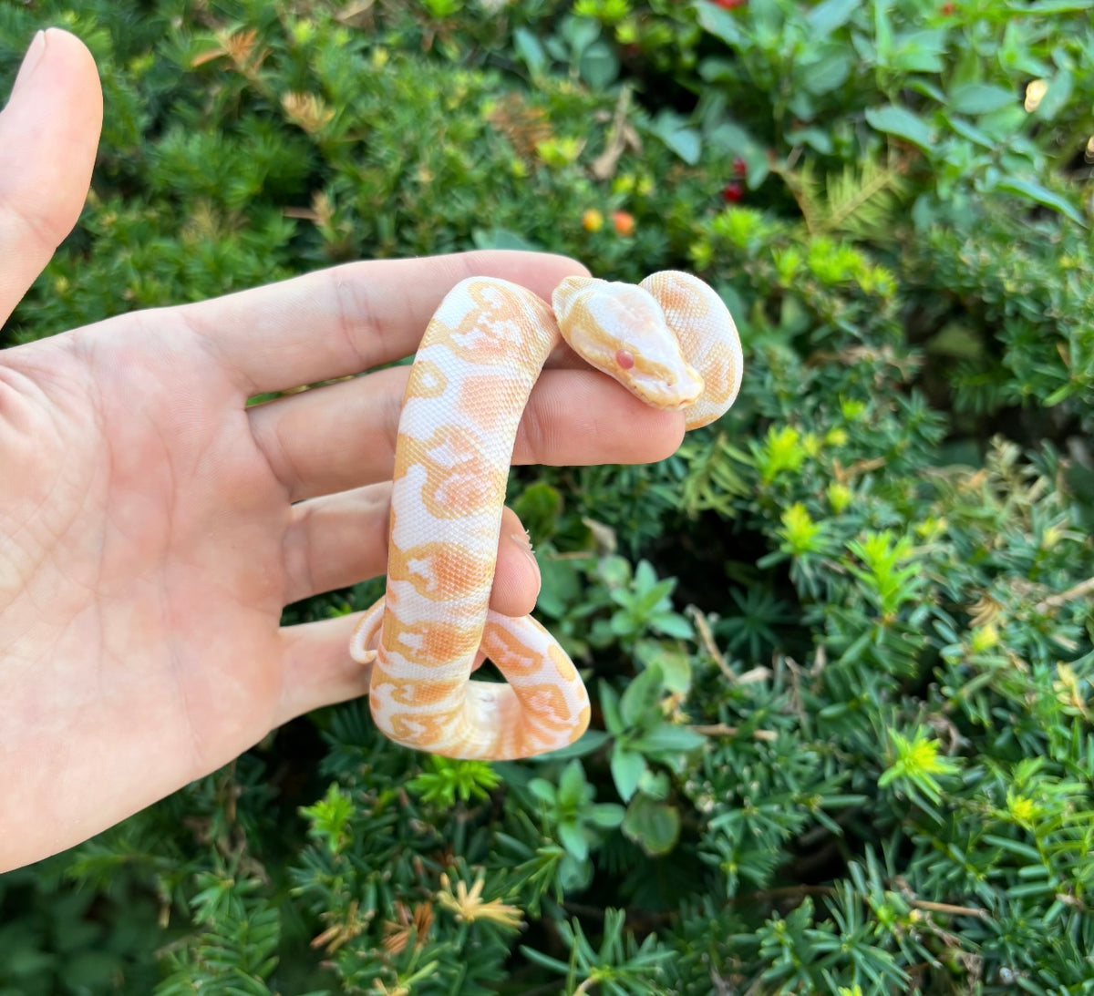 Baby Albino GHI Ball Python – Scales and Tails of Ohio