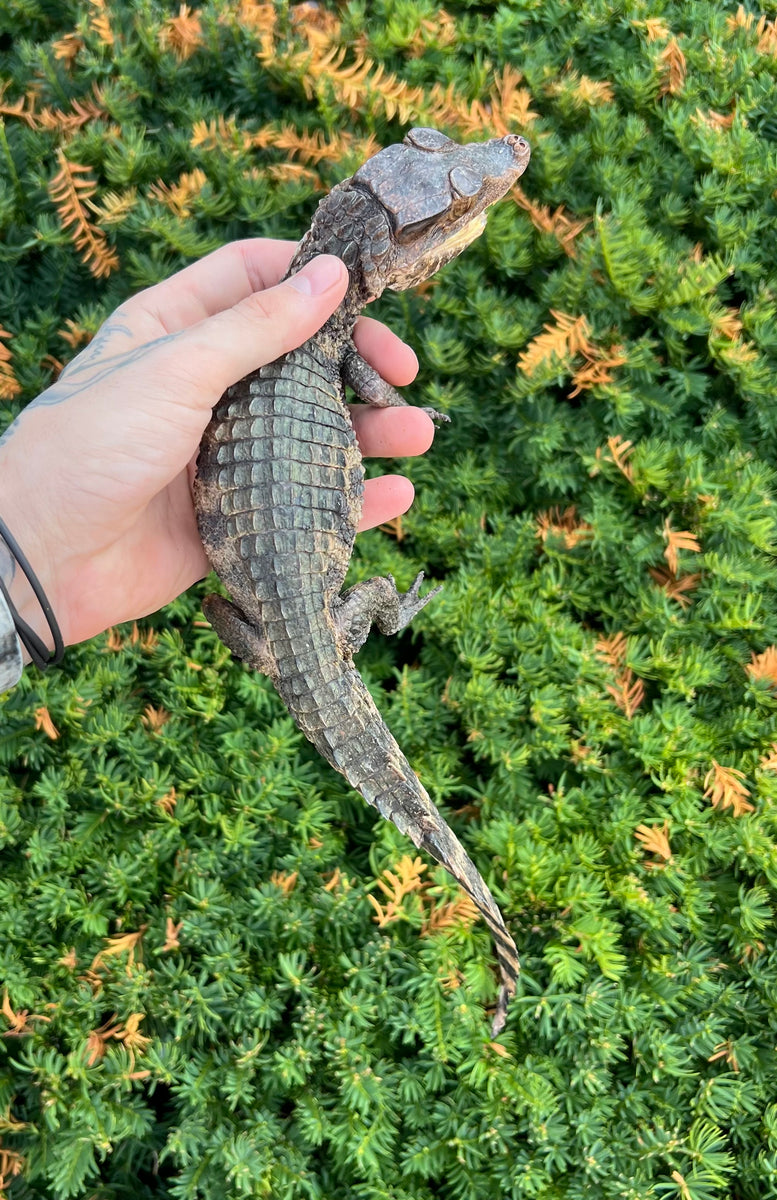 Small Cuvier's Dwarf Caiman (18-20”) – Scales and Tails of Ohio