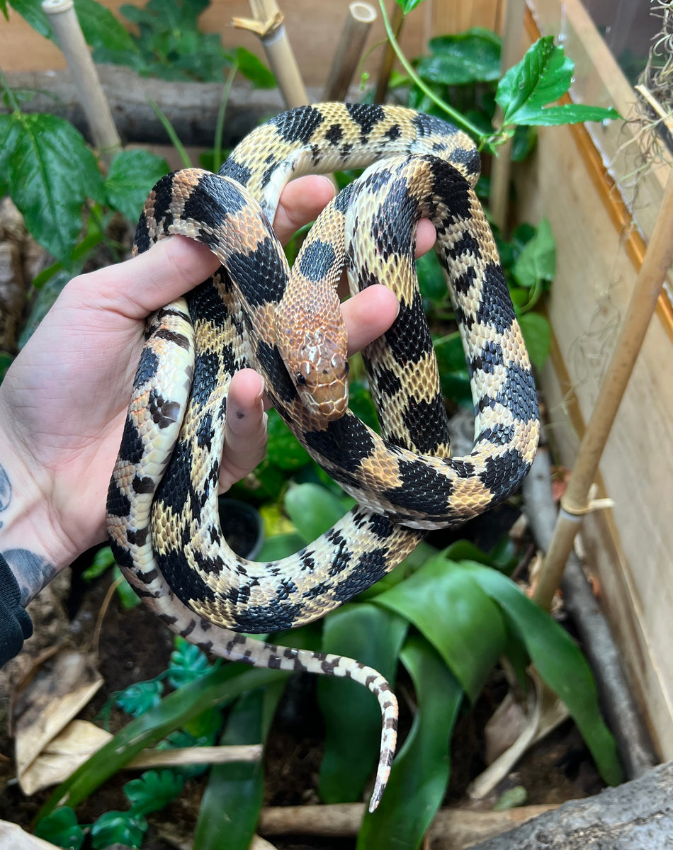 Adult Mexican Pine Snake (Male) – Scales and Tails of Ohio