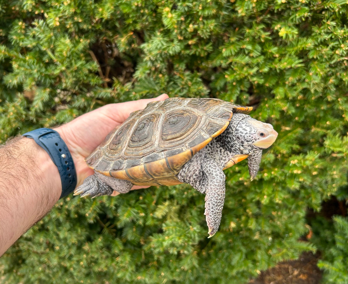 Adult Diamonback Terrapin (Male) – Scales and Tails of Ohio