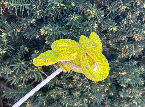 Green Tree Pythons – Scales and Tails of Ohio