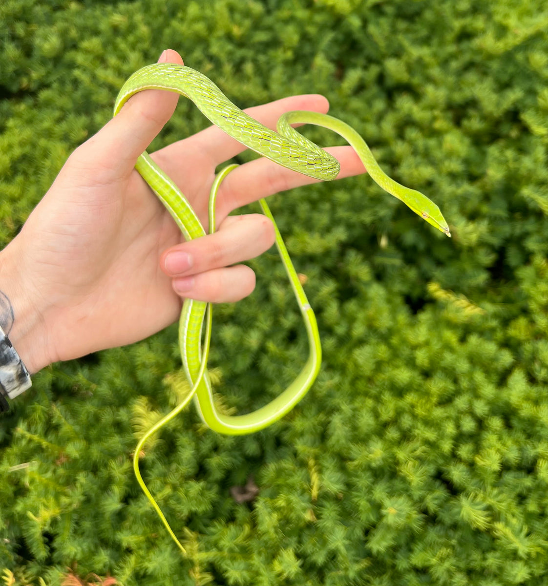 Asian Vine Snake – Scales and Tails of Ohio