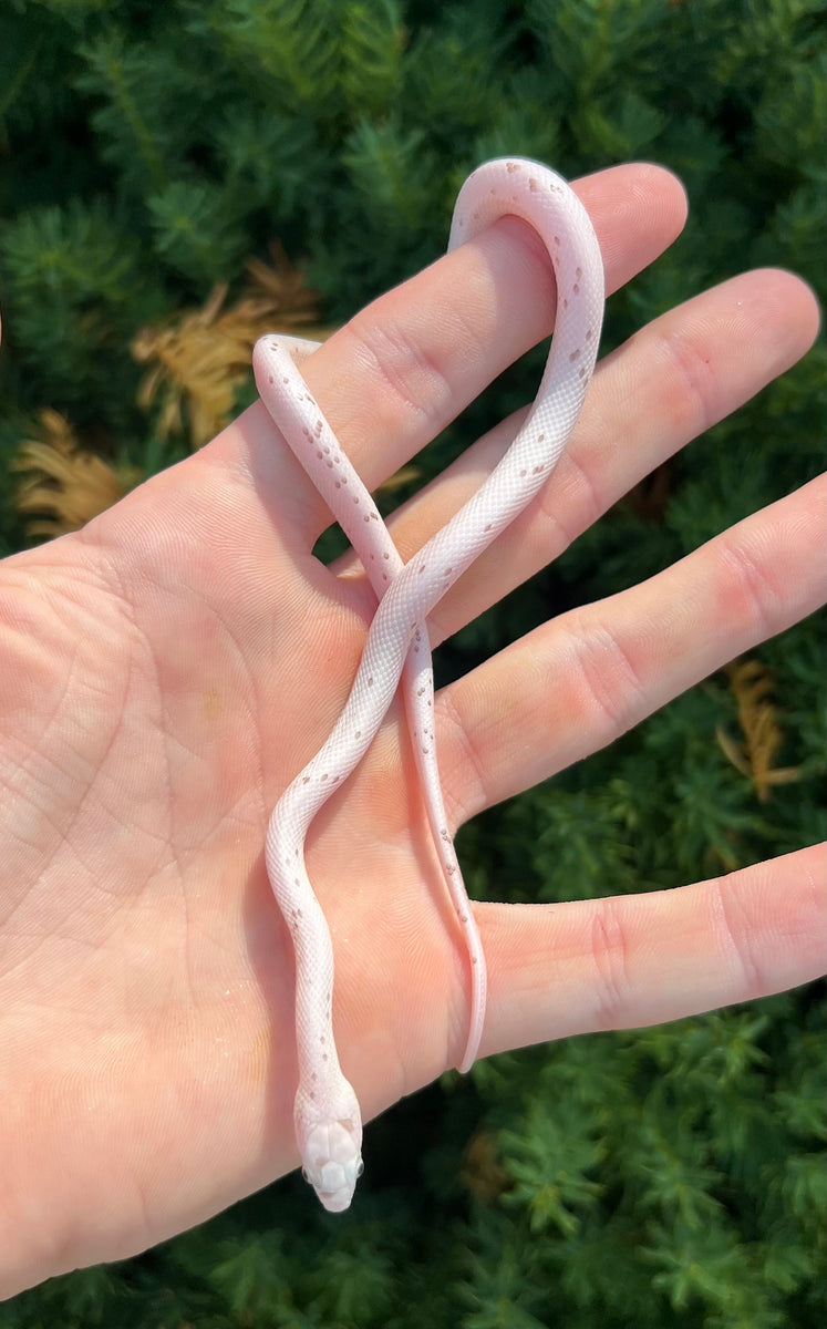 Baby Anery Palmetto Corn Snake (Female) – Scales and Tails of Ohio