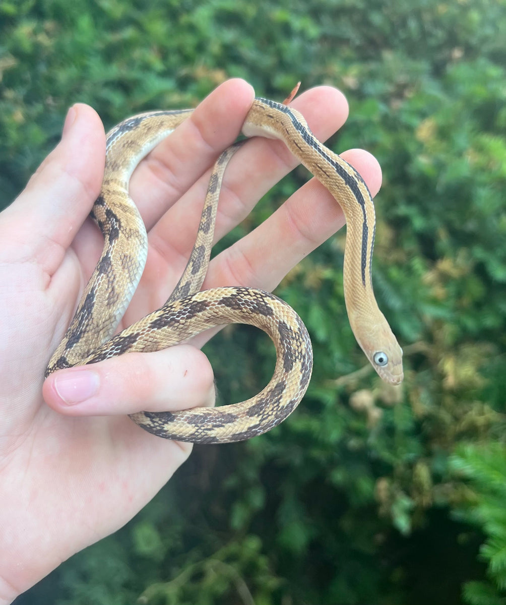 Juvenile Trans Pecos Ratsnake het Albino (Male 4) – Scales and Tails of ...