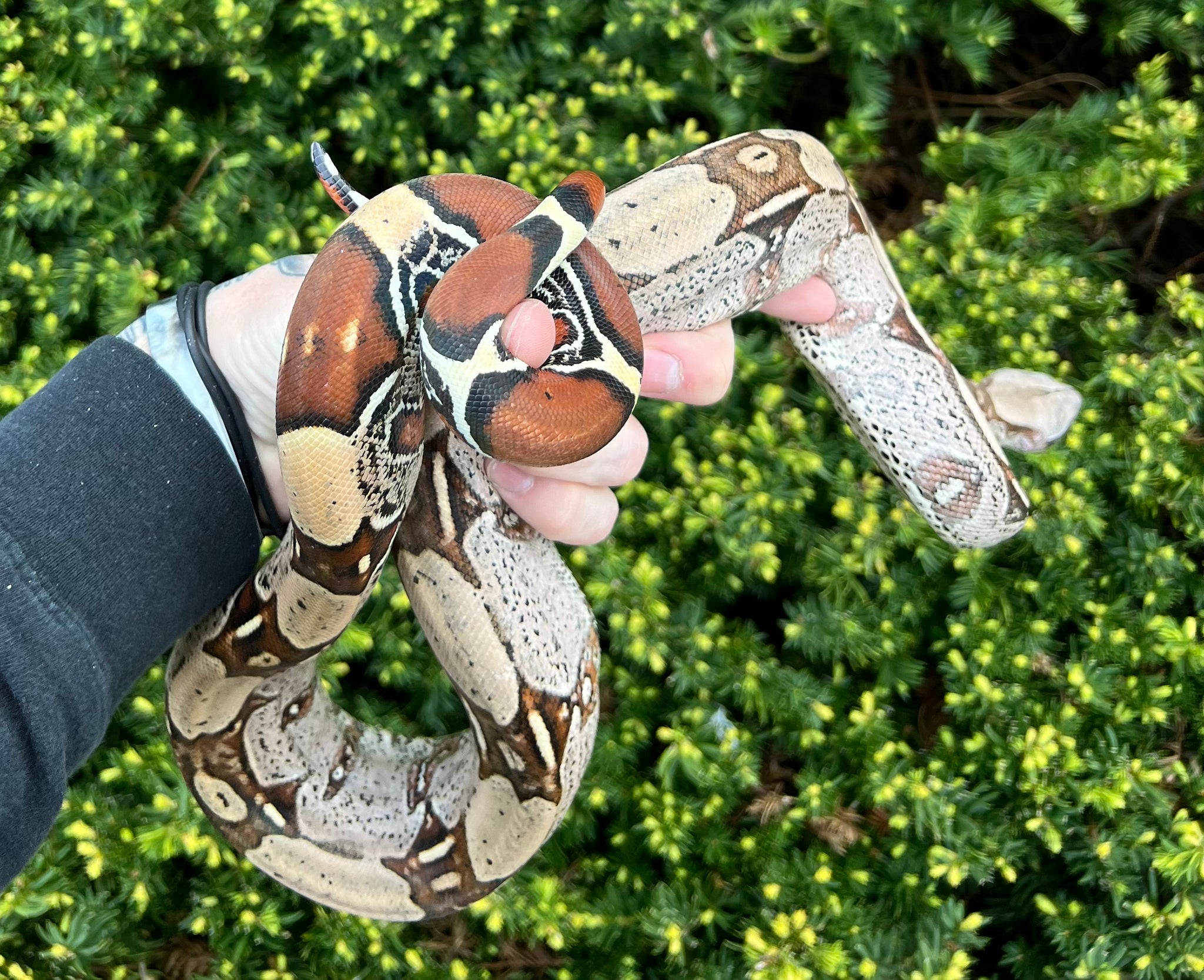 Juvenile Suriname Boa (Male 1) – Scales and Tails of Ohio