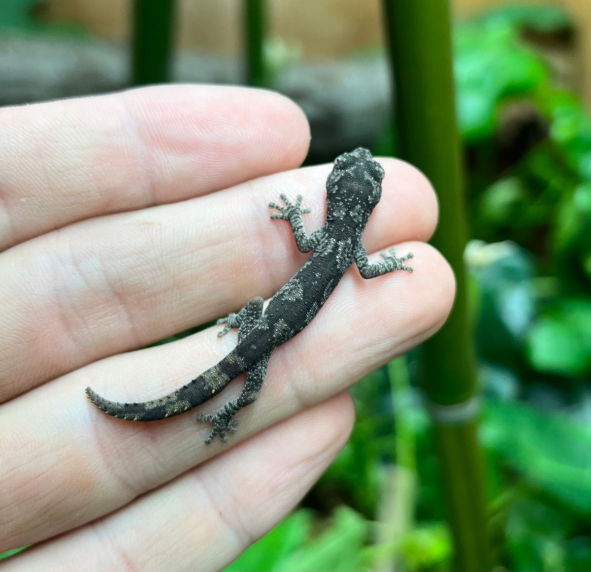 Baby Austrailian Spiny-Tailed Gecko – Scales and Tails of Ohio