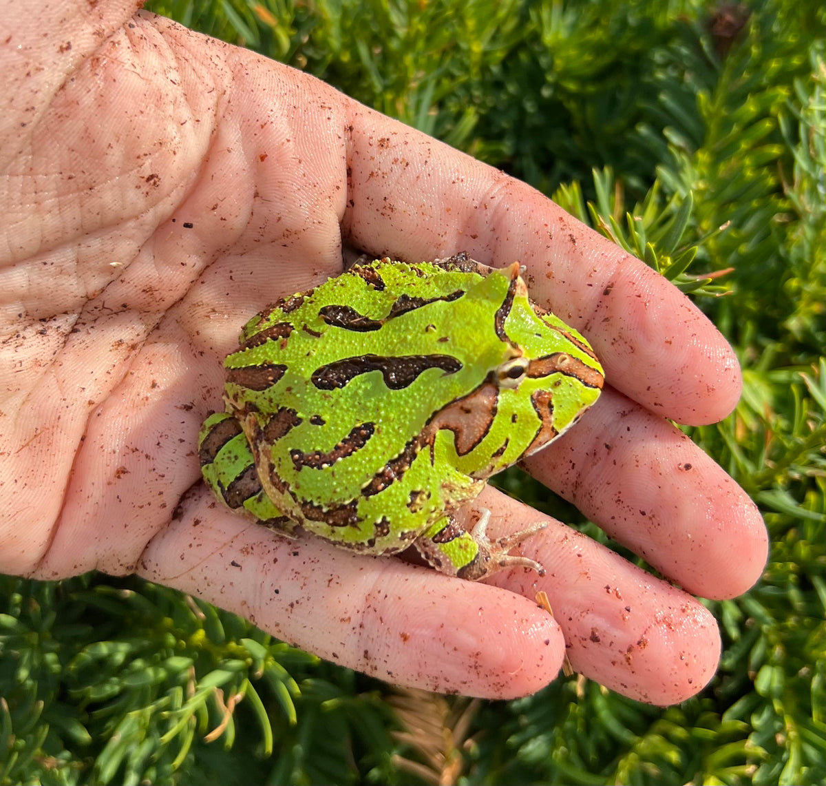 Juvenile Fantasy Pac Man Frog (9) – Scales and Tails of Ohio