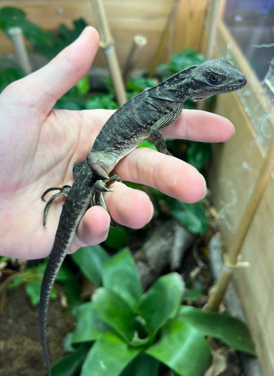 Baby Indonesian Giant Sailfin Dragon – Scales and Tails of Ohio