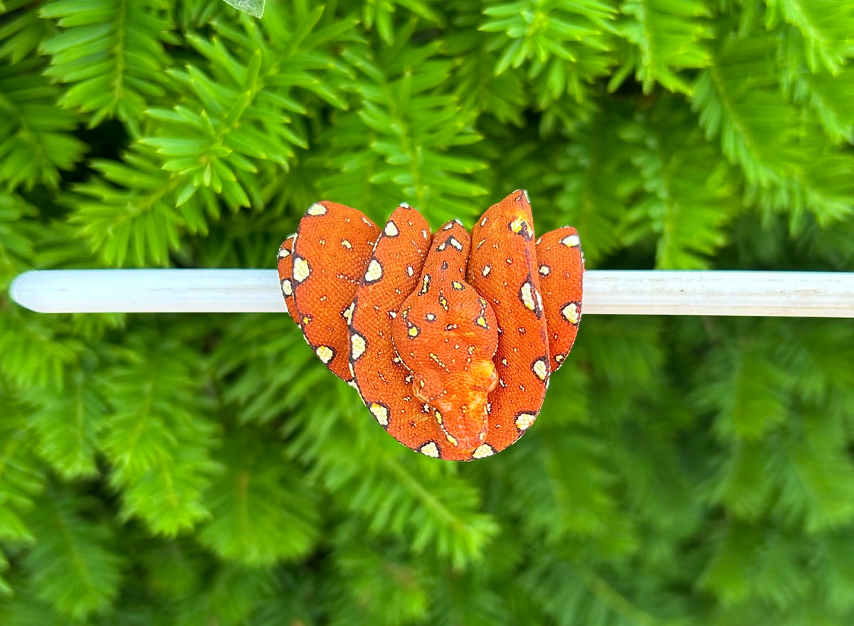 Baby Red Biak Green Tree Python (1) – Scales and Tails of Ohio