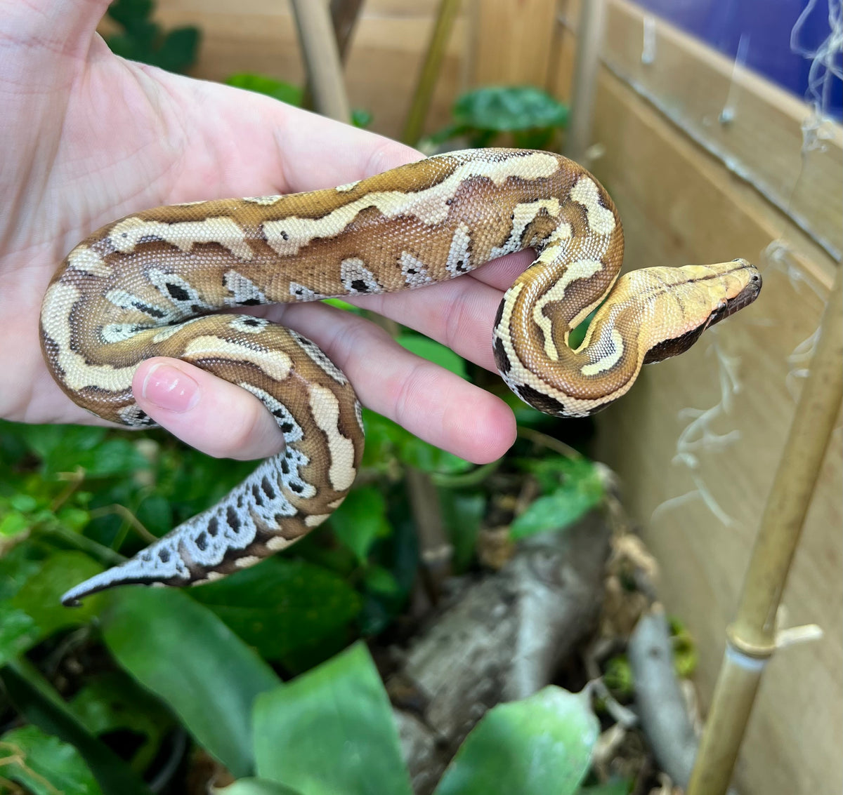 Baby Red Blood Python (Female 6) – Scales and Tails of Ohio