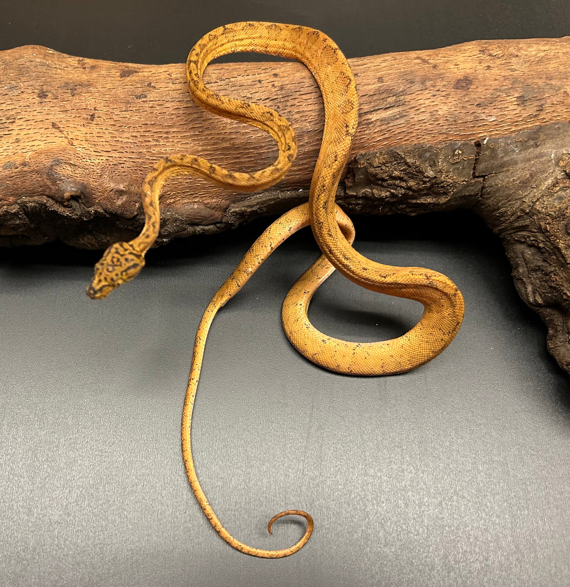 Juvenile ‘Colored’ Amazon Tree Boa (Female 2) – Scales and Tails of Ohio