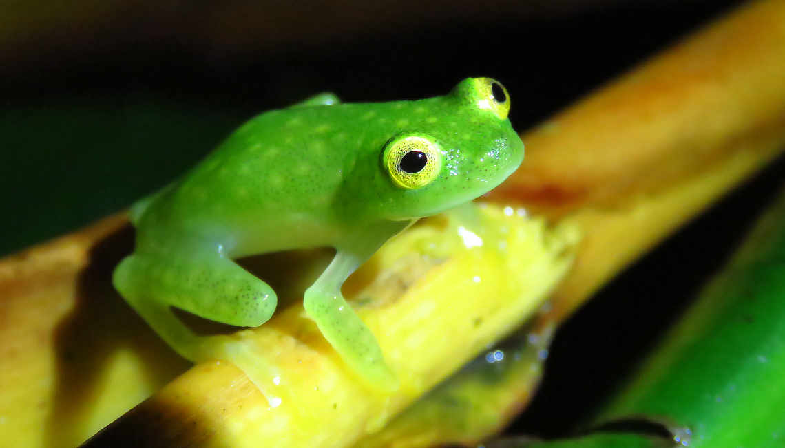 Glass Tree Frog – Scales and Tails of Ohio