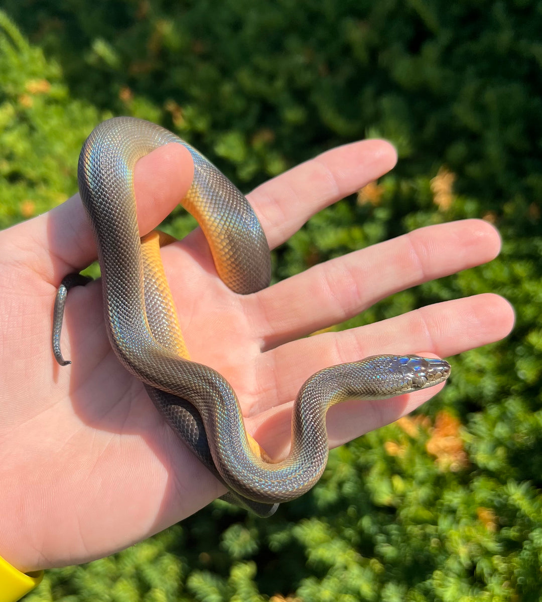 Juvenile Australian Water Python (Female) – Scales and Tails of Ohio