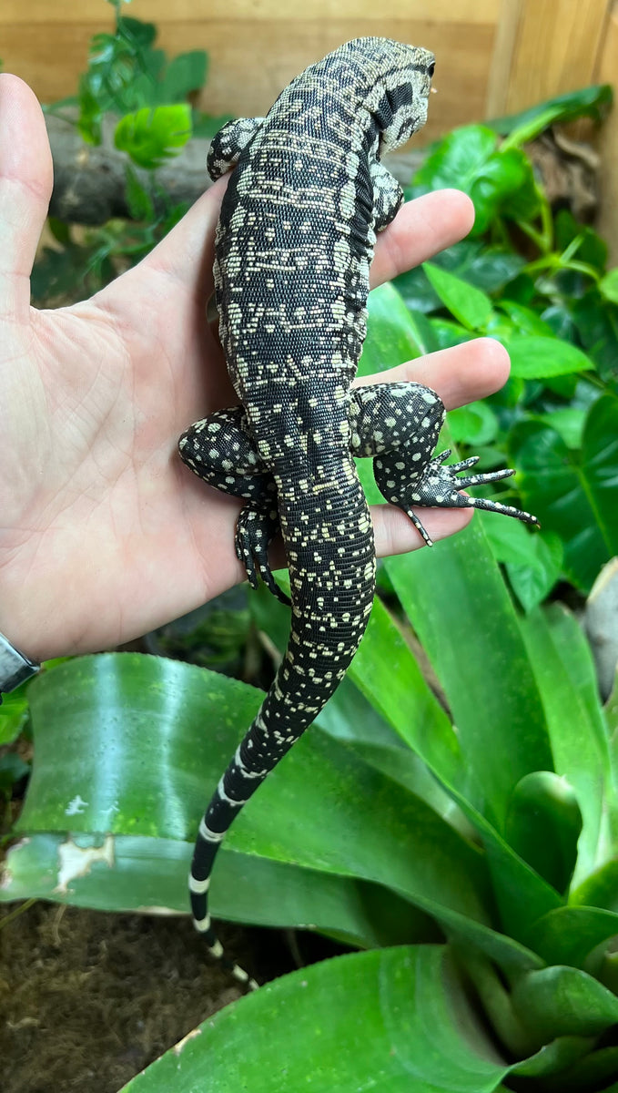 Baby Blue Tegu – Scales and Tails of Ohio