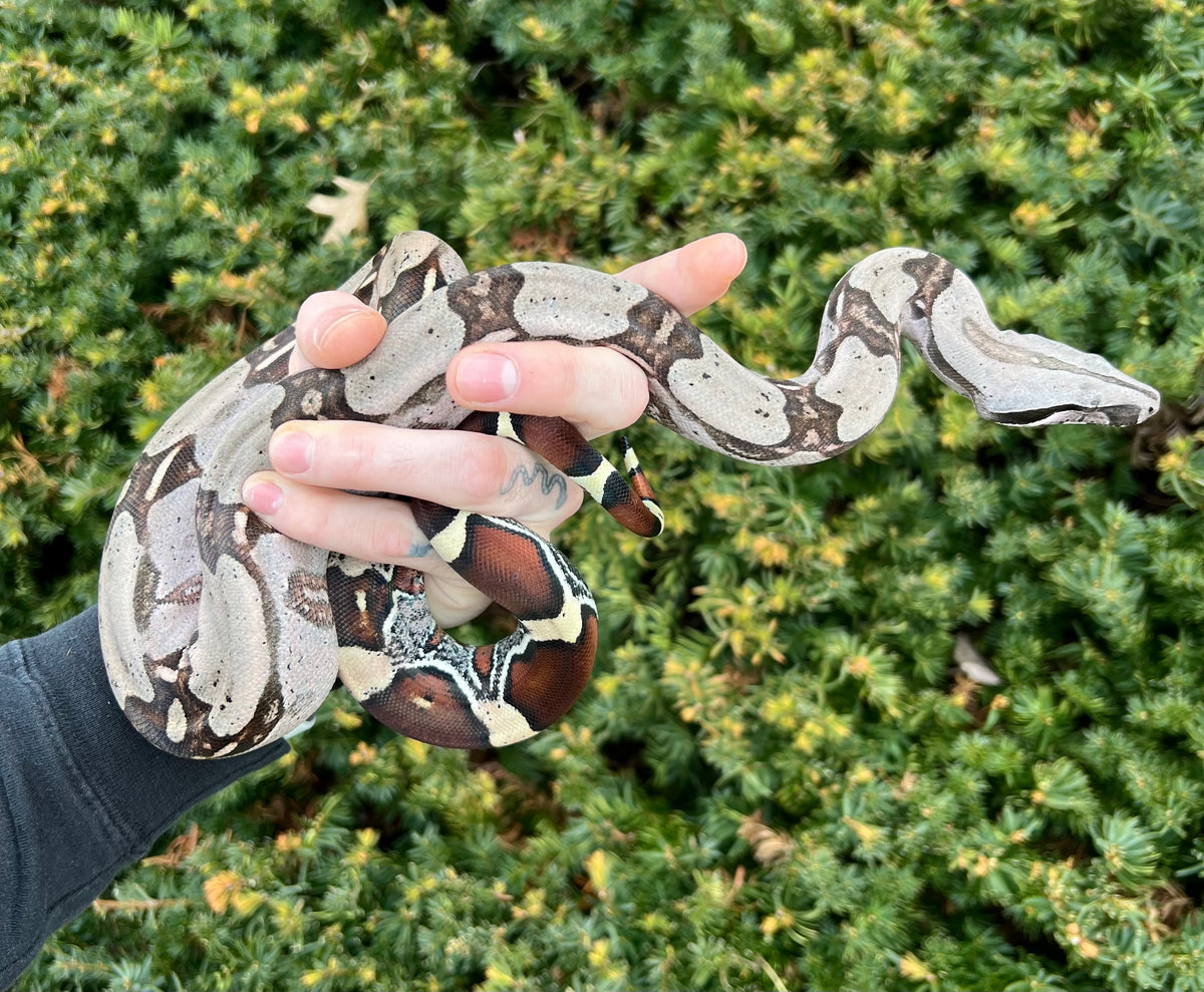 Juvevile Guyana Boa (Male 3) – Scales and Tails of Ohio