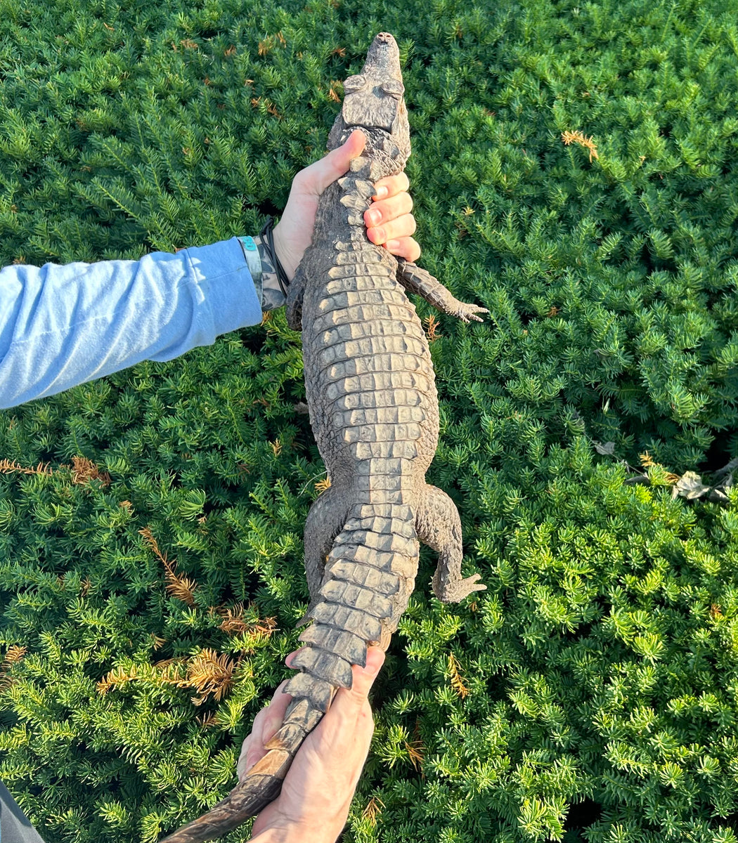 Sub-Adult Smooth-Fronted Caiman (Female) – Scales and Tails of Ohio