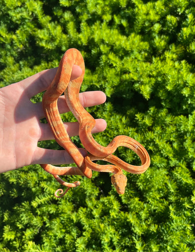 Boas – Scales and Tails of Ohio