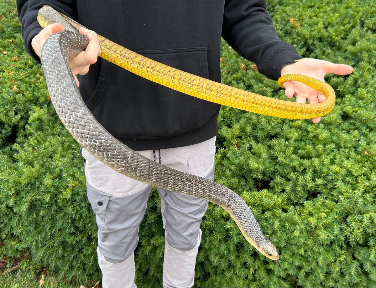 Adult Yellow-Tailed Cribo (Female) – Scales and Tails of Ohio