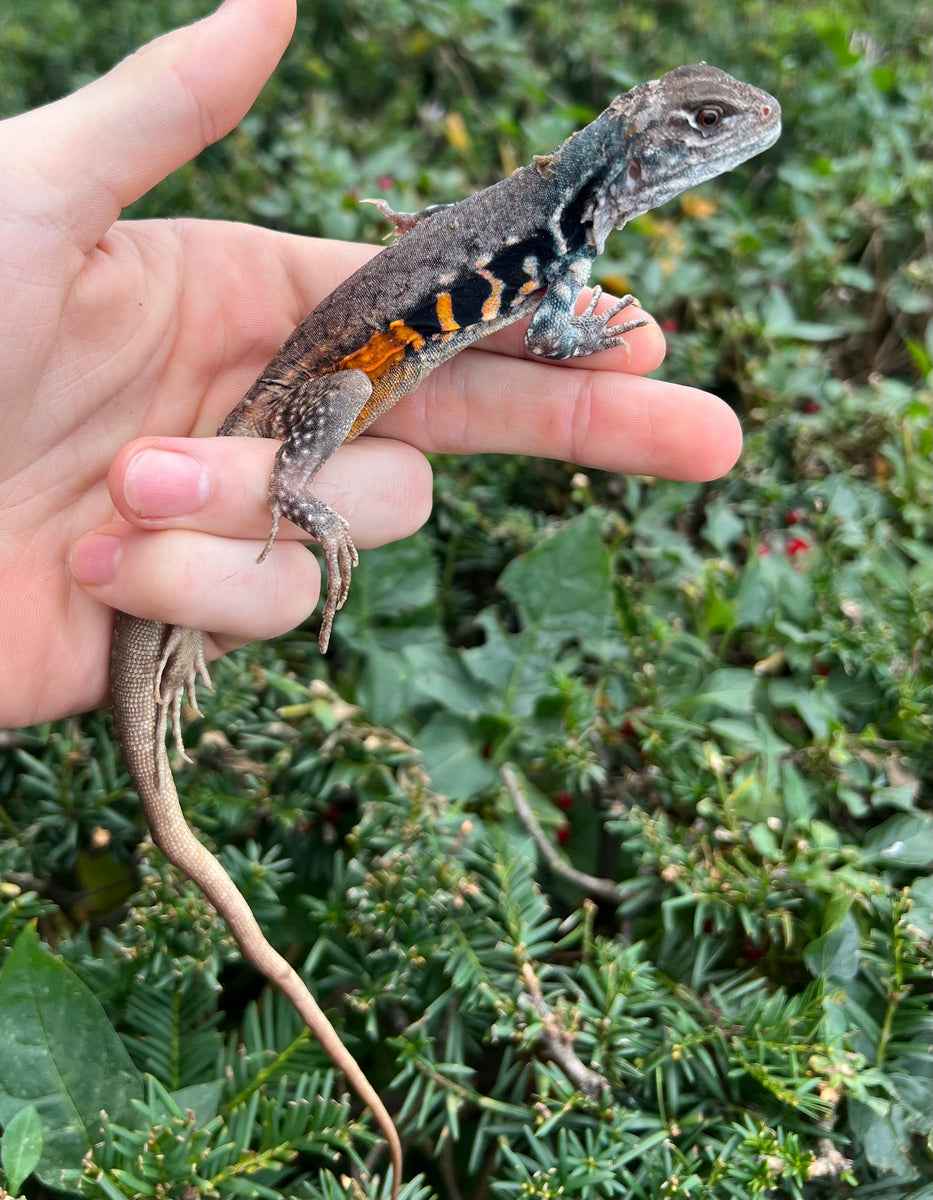 1.1 Adult Butterfly Agamas – Scales and Tails of Ohio