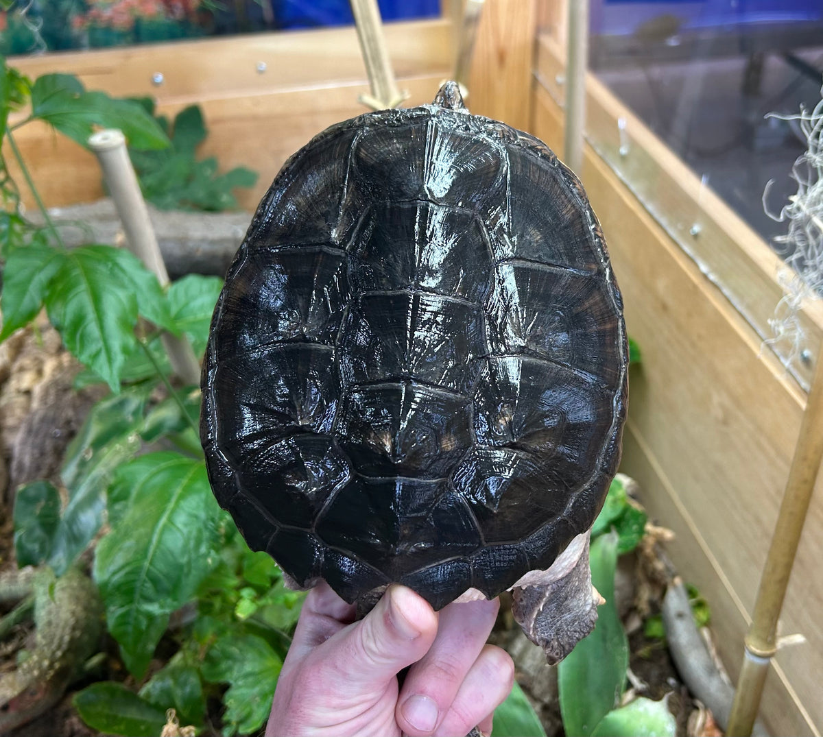 6” Florida Snapping Turtle – Scales and Tails of Ohio