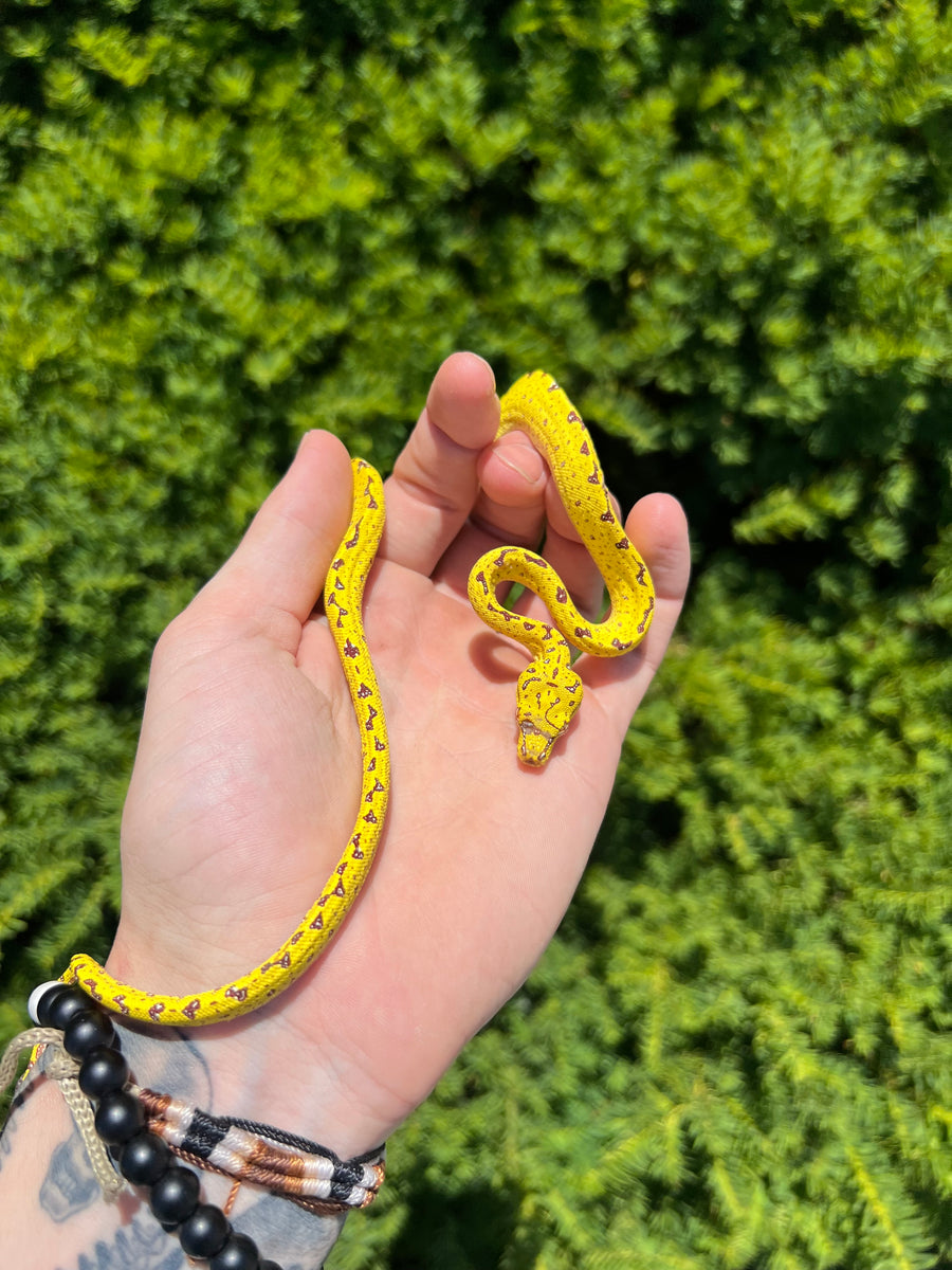 Baby Biak Green Tree Python (1) – Scales and Tails of Ohio