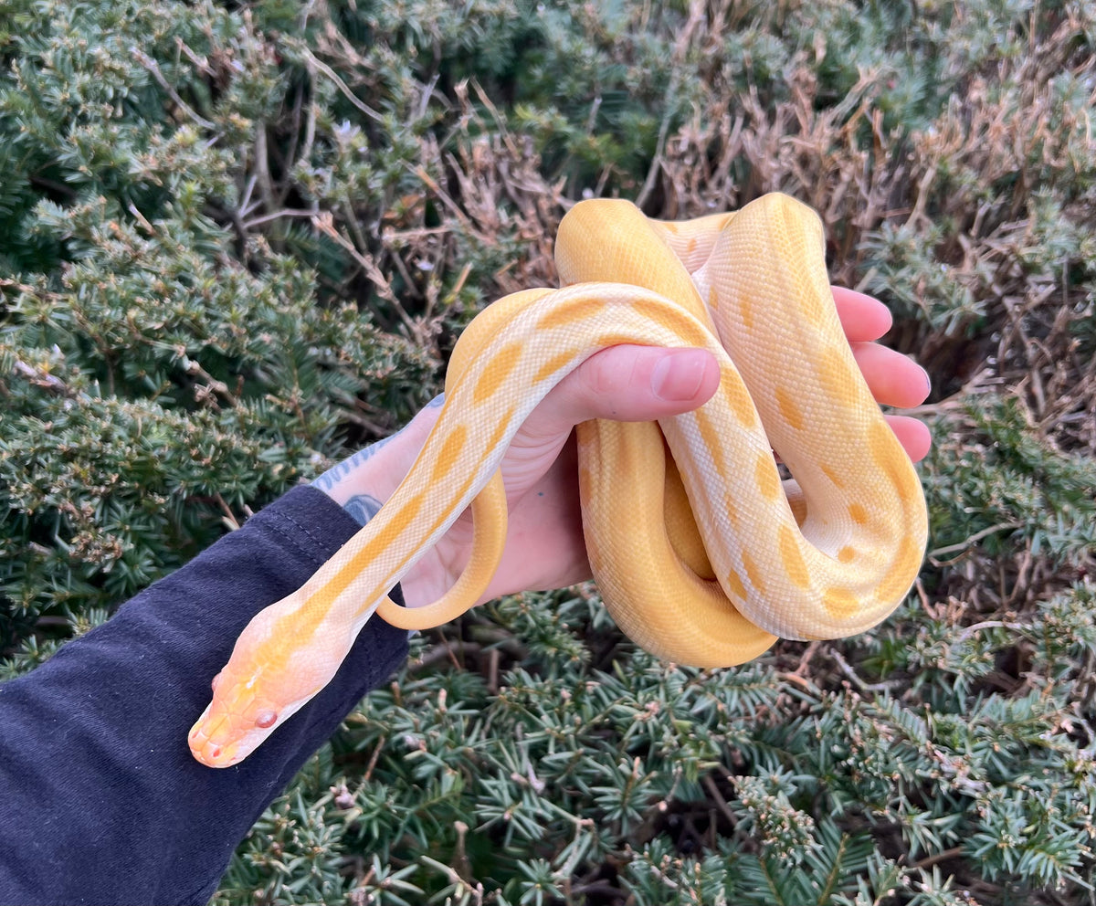 Juvenile Albino Patternless Burmese Python (Male) – Scales and Tails of ...