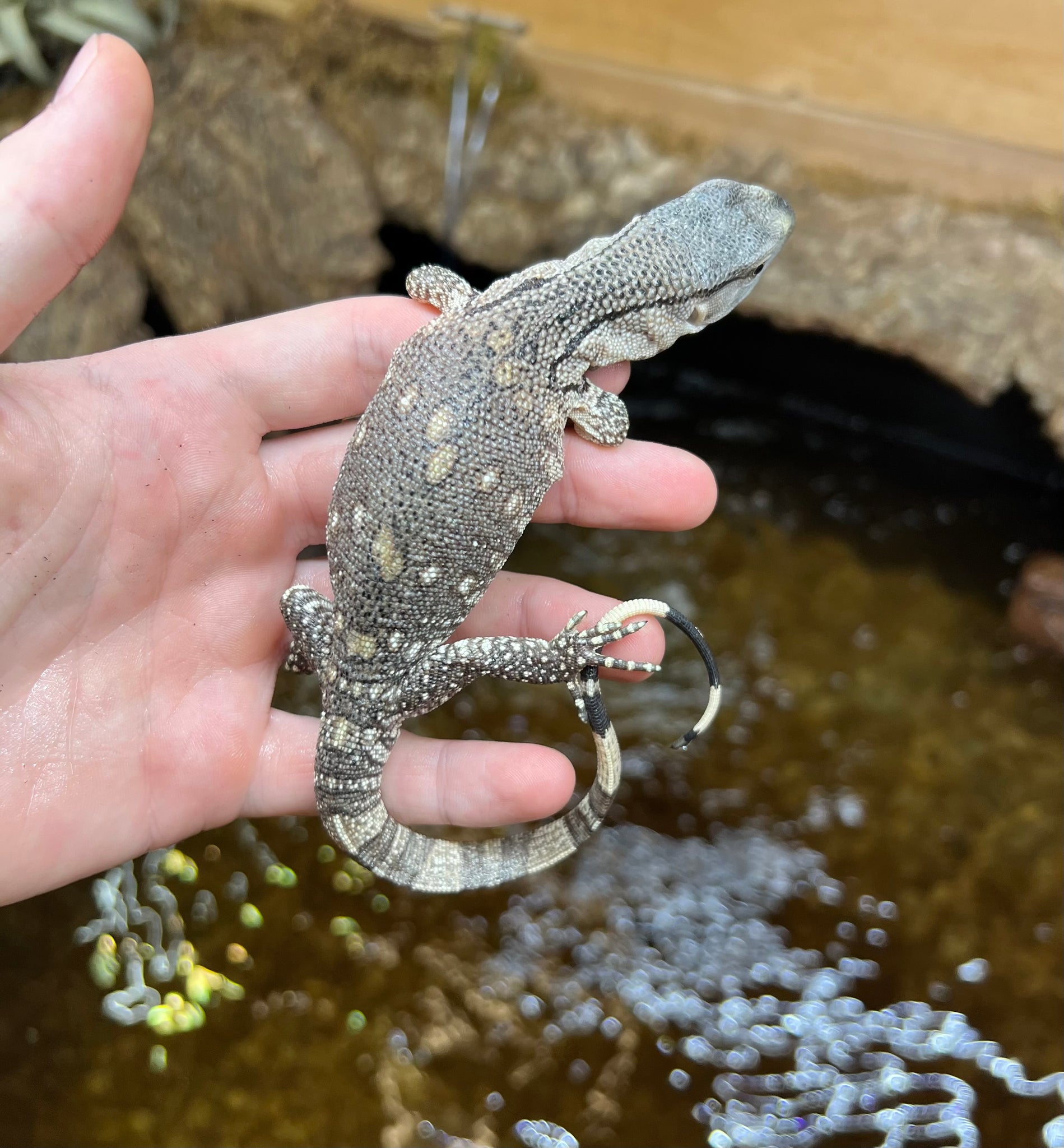 Baby Black Throat Monitor (2) – Scales and Tails of Ohio