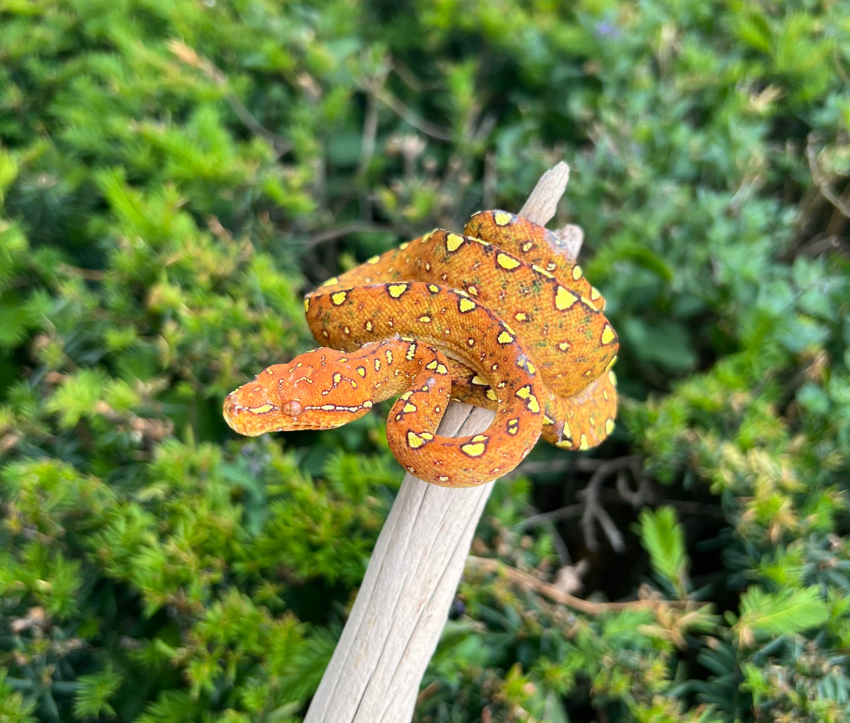 SATOO Reptiles, Amphibians, Invertebrates and Aquatics – Scales and ...