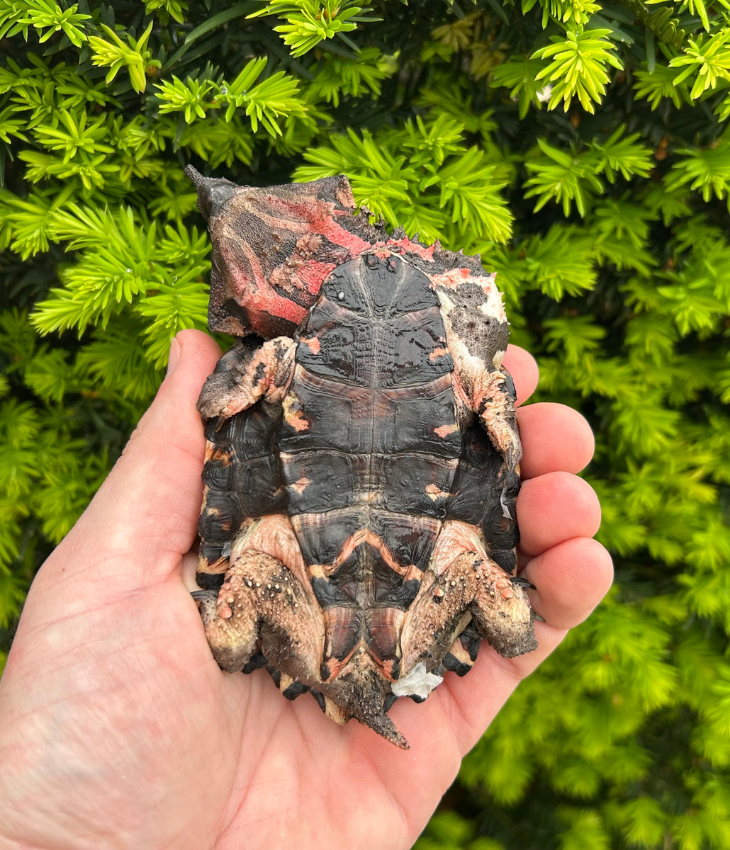 4” Mata Mata Turtle (2) – Scales and Tails of Ohio