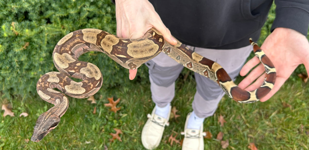 Sub-Adult Guyana Boa (Male) – Scales and Tails of Ohio