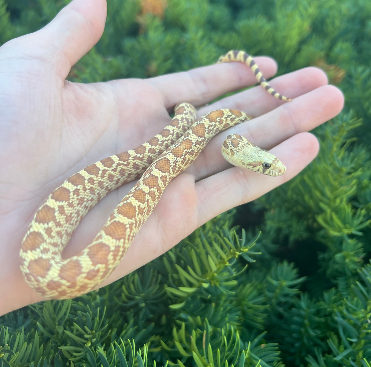 Baby Hypo Bullsnake (Female) – Scales and Tails of Ohio