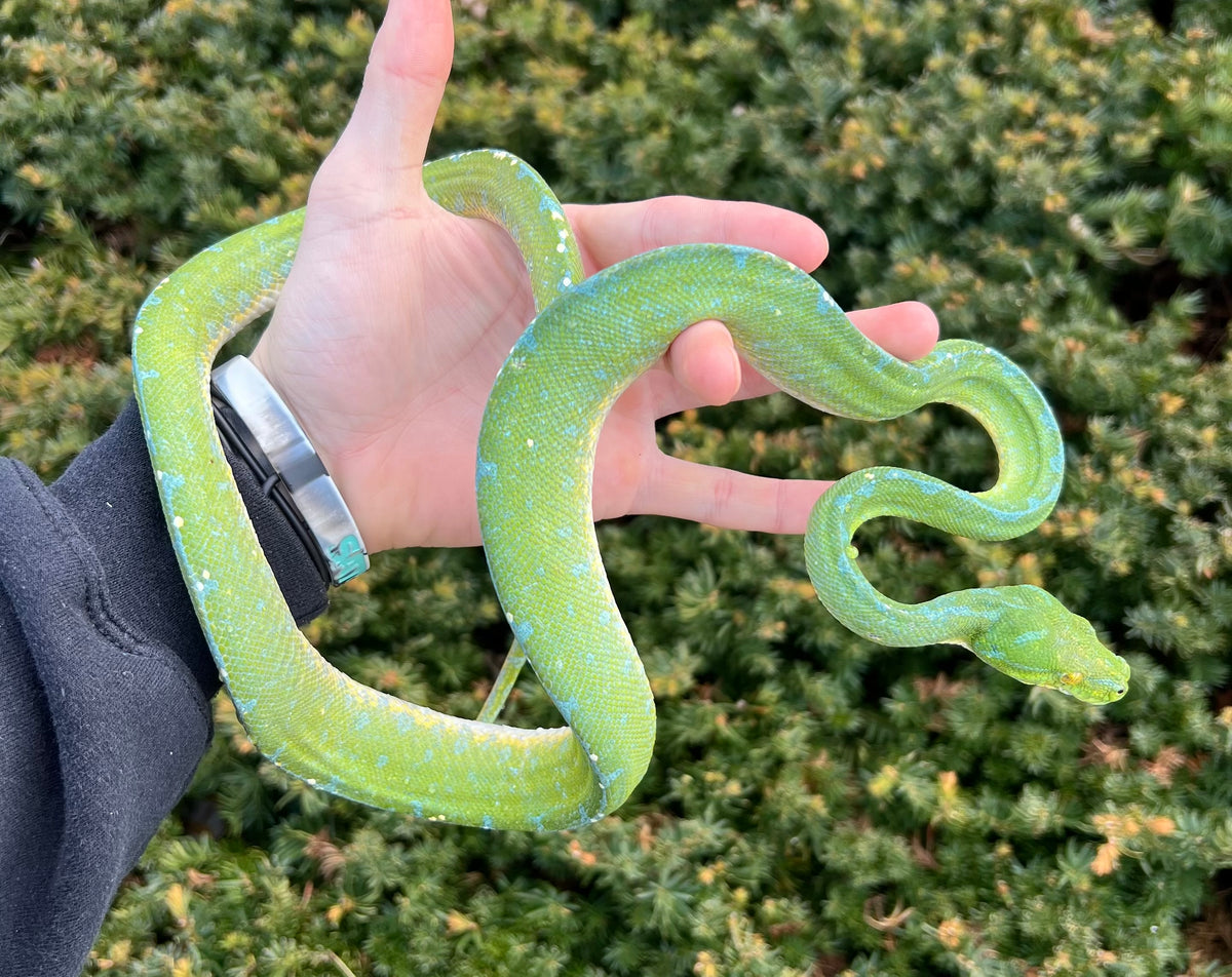 Adult Sorong Green Tree Python (Male) – Scales and Tails of Ohio