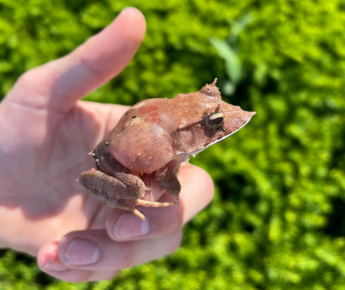 Solomon Island Leaf Frog – Scales and Tails of Ohio