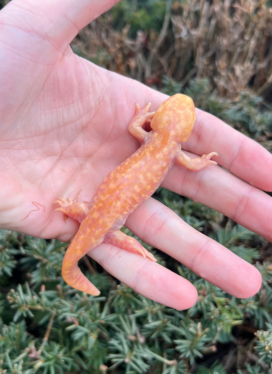Adult Albino Tiger Salamander – Scales and Tails of Ohio