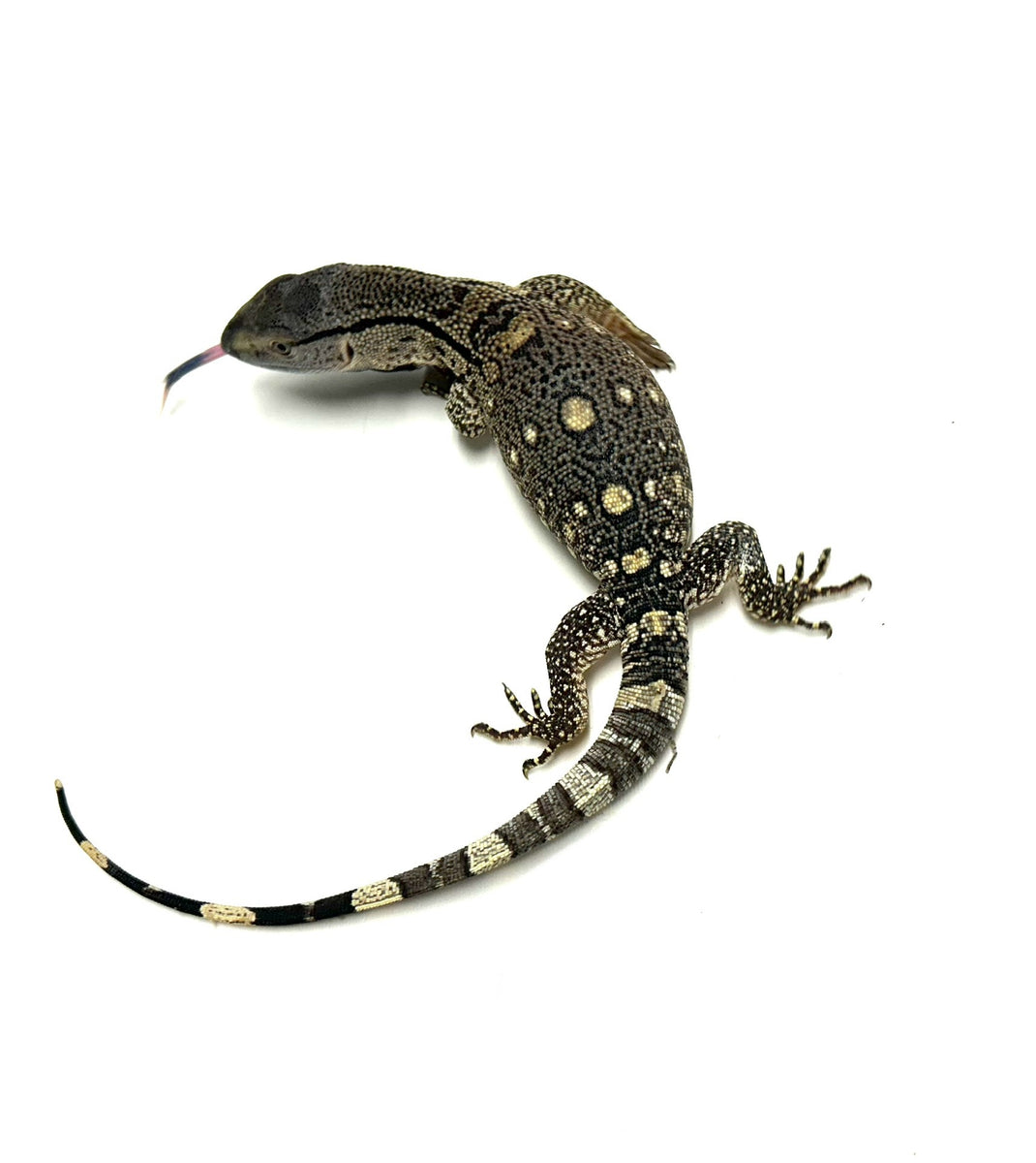Baby Black Throat Monitor (2) – Scales and Tails of Ohio