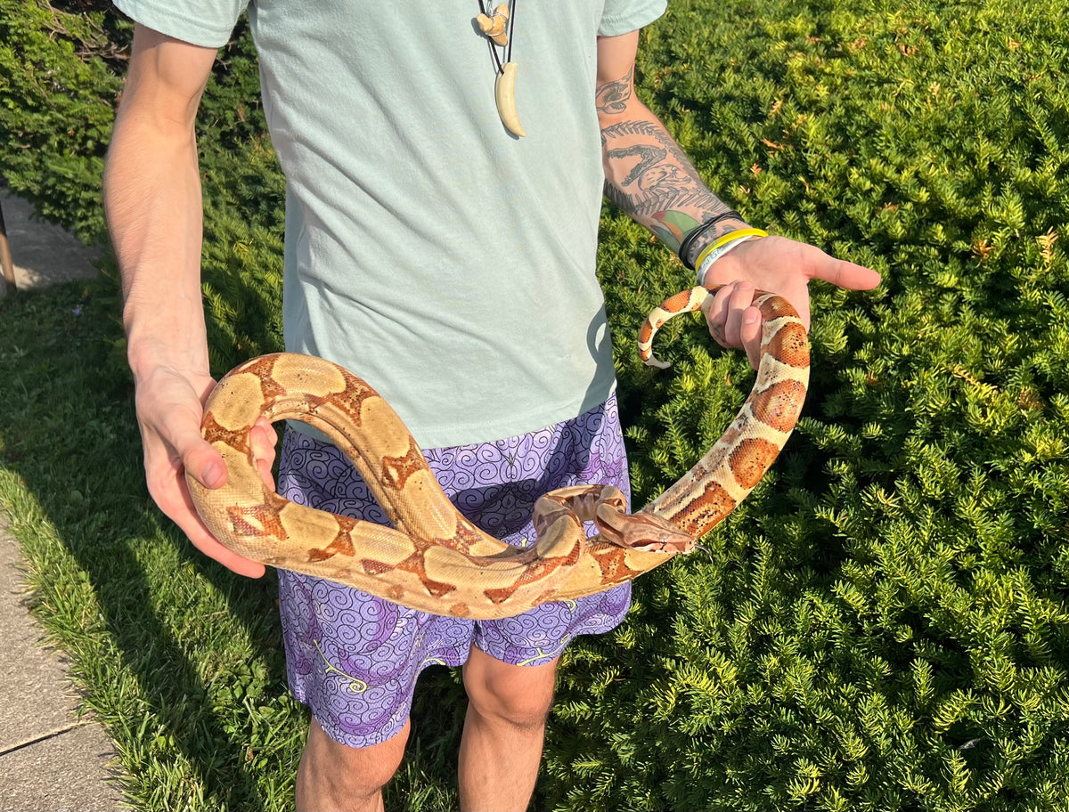 Adult Hypo Boa Constrictor (Female) – Scales and Tails of Ohio