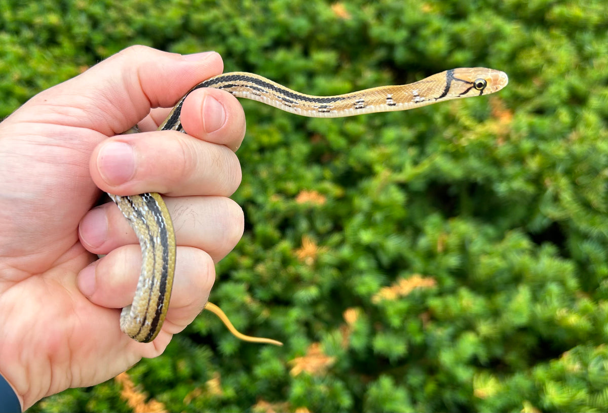 Baby Radiated Ratsnake – Scales and Tails of Ohio