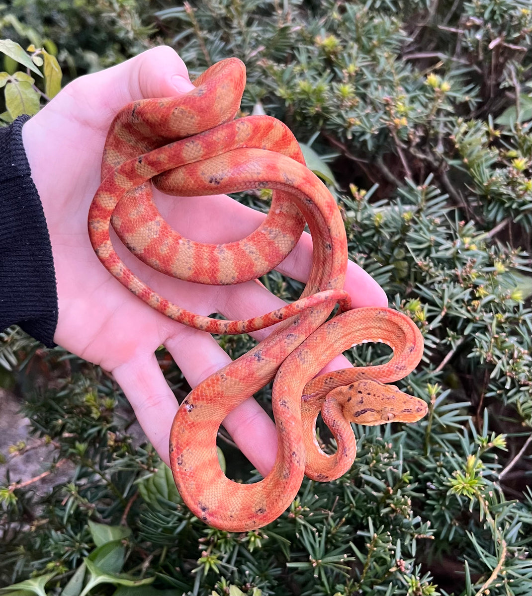 ‘Colored’ Amazon Tree Boa (Male) – Scales and Tails of Ohio
