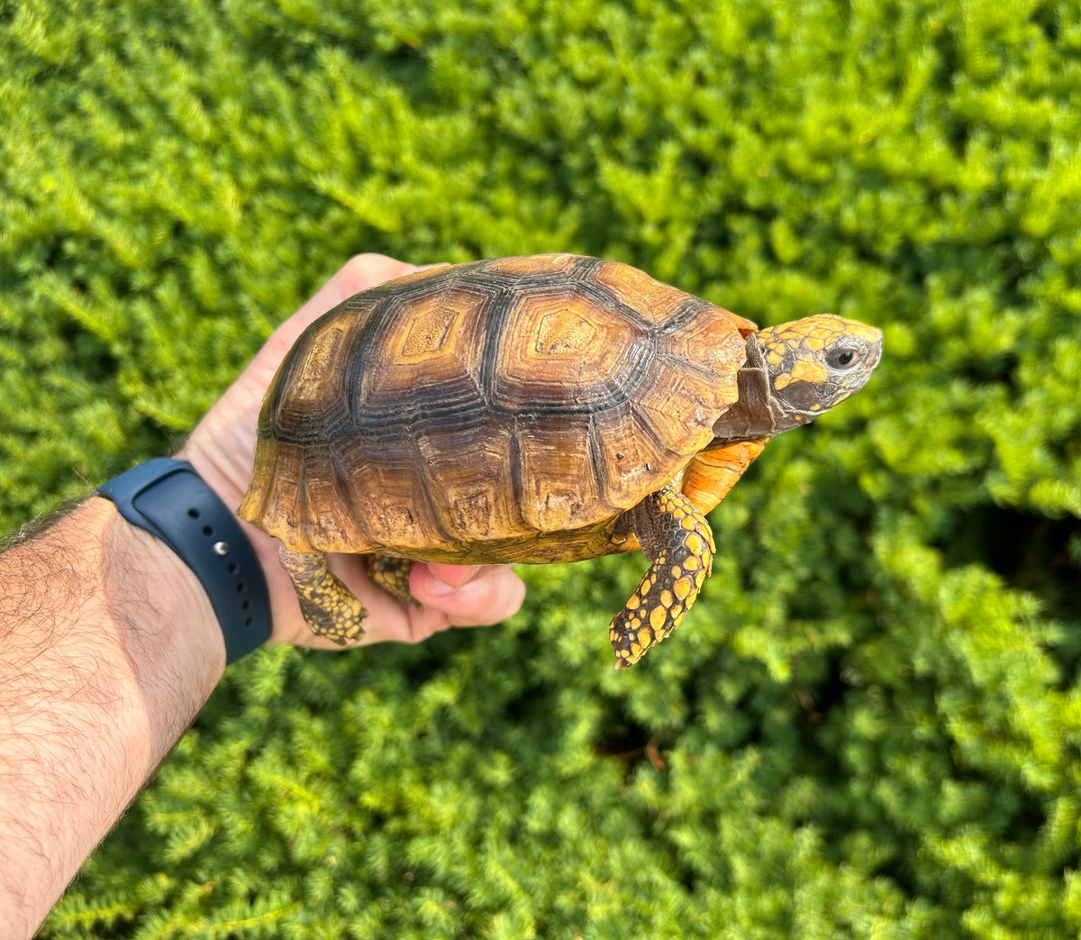 Small ‘High-Yellow’ Yellow-Foot Tortoise (1) – Scales and Tails of Ohio