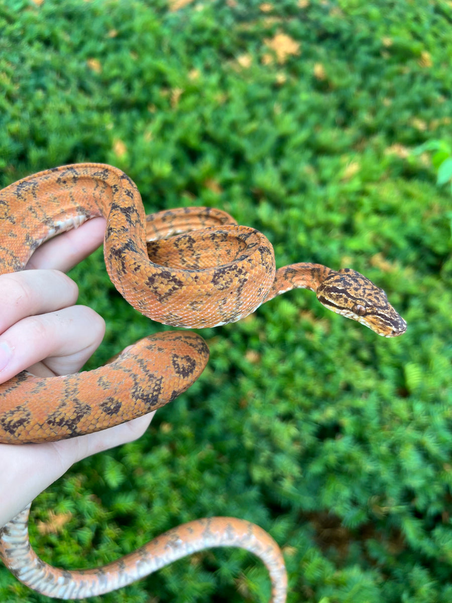 ‘Colored’ Amazon Tree Boa (Male 7) – Scales and Tails of Ohio