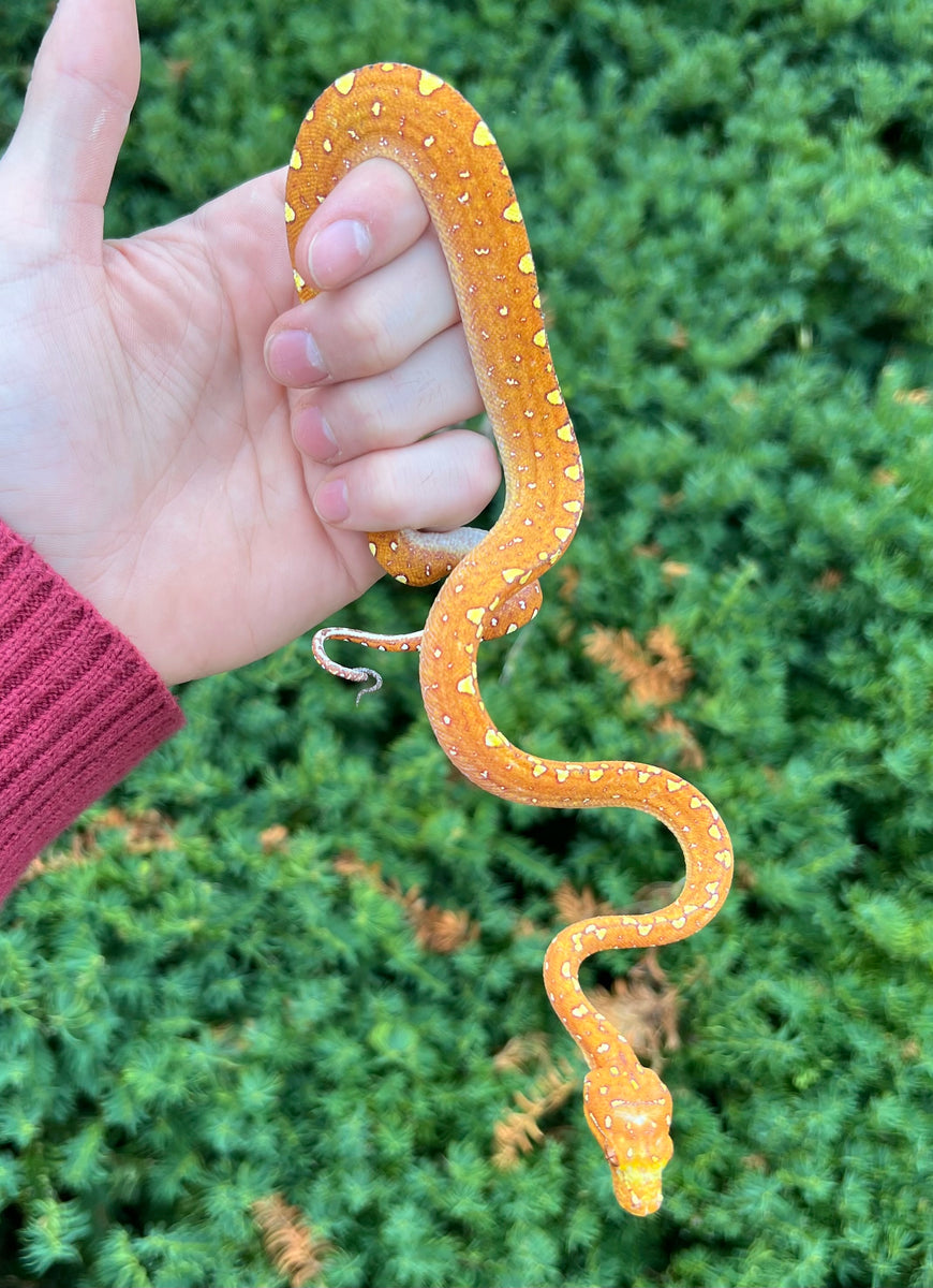 Baby Orange Biak Green Tree Python (3) – Scales and Tails of Ohio