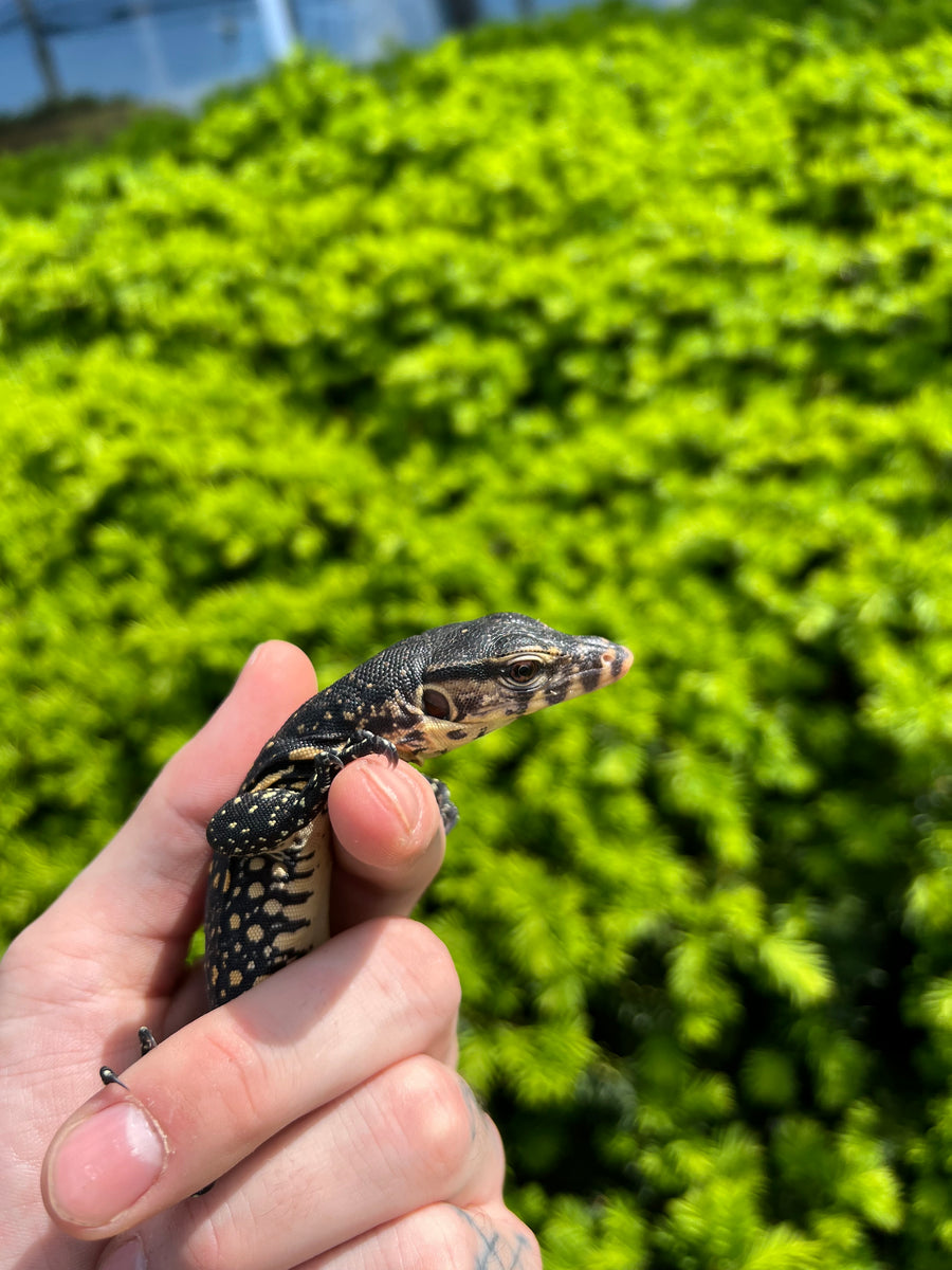 Baby Asian Water Monitor 100% het Black Dragon – Scales and Tails of Ohio