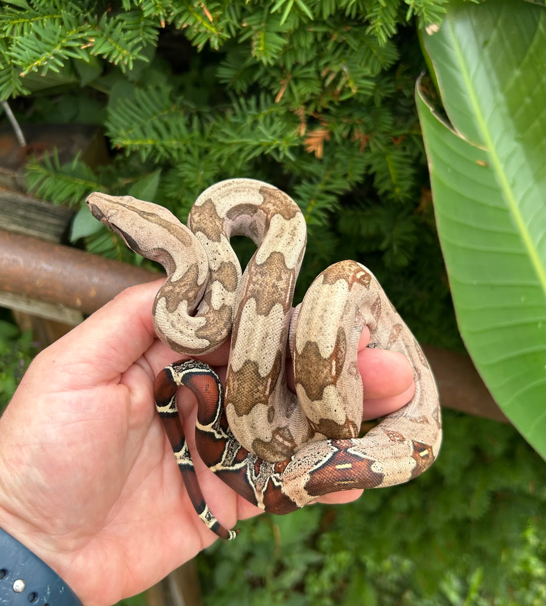 Juvenile Guyana Boa (Female 4) – Scales and Tails of Ohio