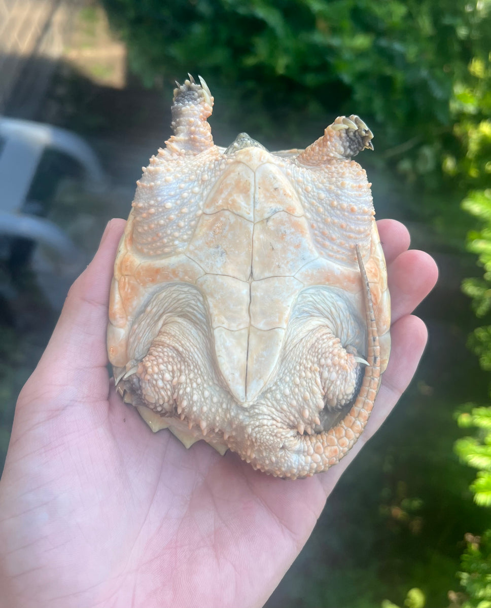 4” ‘Orange Belly’ Snapping Turtle – Scales and Tails of Ohio