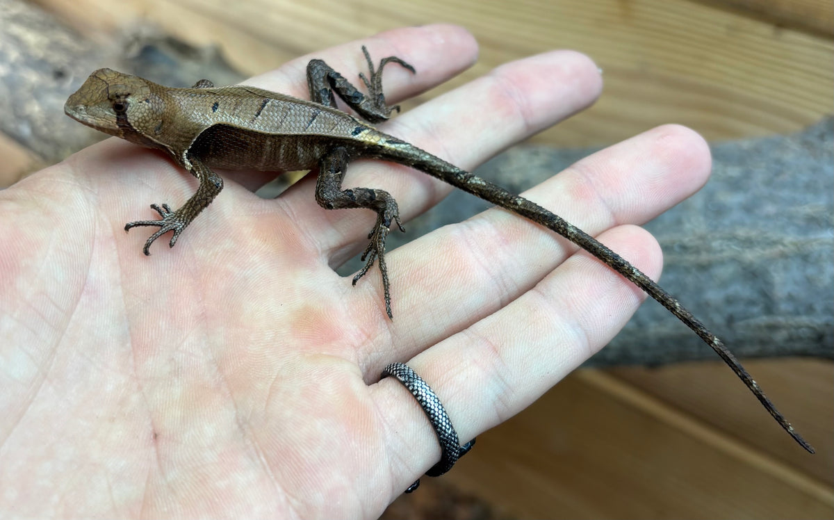 Adult Amazon Dead Leaf Lizard – Scales and Tails of Ohio